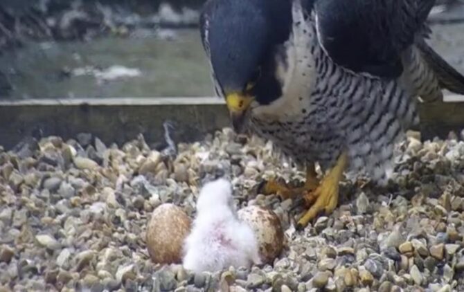 Updated - Cathedral Peregrine Webcams - The Association of English ...